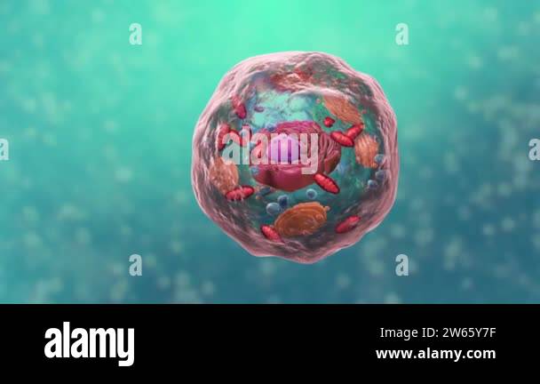 All chromosomal DNA is stored in the cell nucleus, separated from the ...