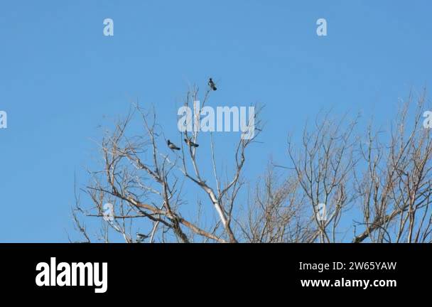 Flock living Stock Videos & Footage - HD and 4K Video Clips - Alamy