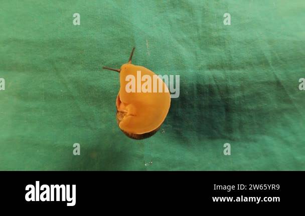 Snail crawling on glass on a green background. Note: snail has feet ...