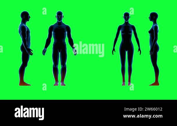 Human male female body scan. Green screen 4k footage Stock Video ...