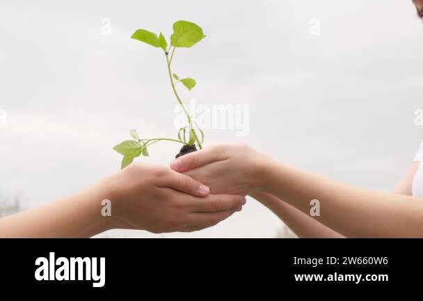 Sapling in the hands of children. Children are planting a sprout ...