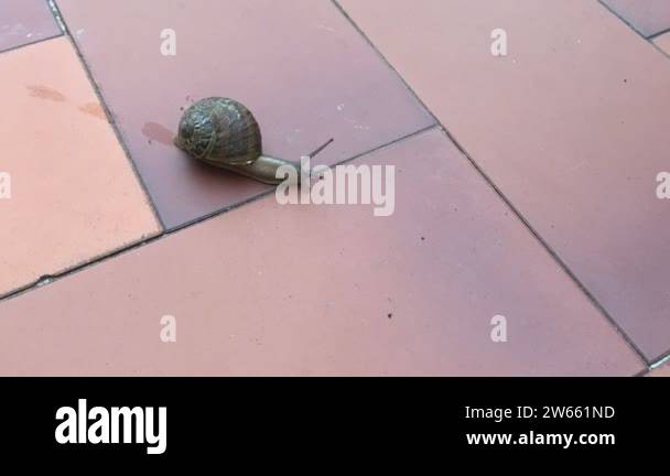 Snail trace Stock Videos & Footage - HD and 4K Video Clips - Alamy