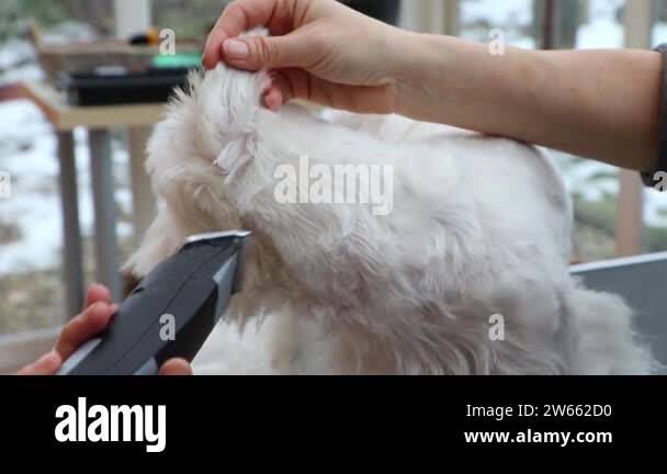 White dogs and grooming Stock Videos & Footage - HD and 4K Video Clips ...