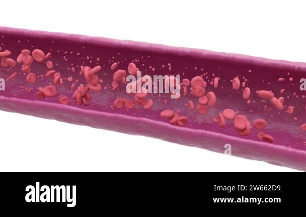 Normal red blood cells microscope Stock Videos & Footage - HD and 4K ...