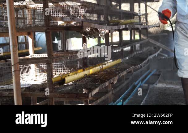 Expert is injecting a chemical to kill germs that contaminate the ...