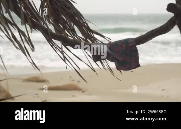 Swim Shorts hang on curved palm tree trembling from wind Stock Video ...