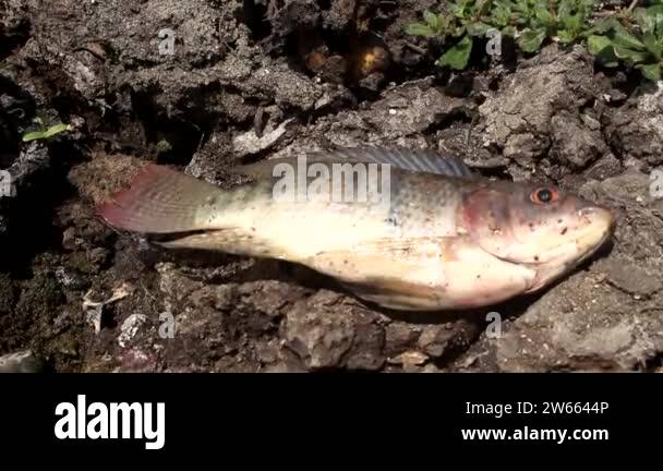 Dead flounder Stock Videos & Footage - HD and 4K Video Clips - Alamy