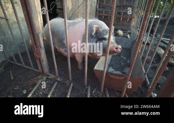 Caged pig farming Stock Videos & Footage - HD and 4K Video Clips - Alamy