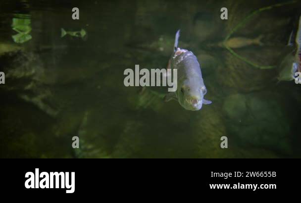 Hydrocynus goliath, also known as the goliath tigerfish, giant ...