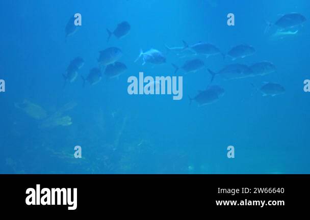 Thunnini Stock Videos & Footage - HD and 4K Video Clips - Alamy