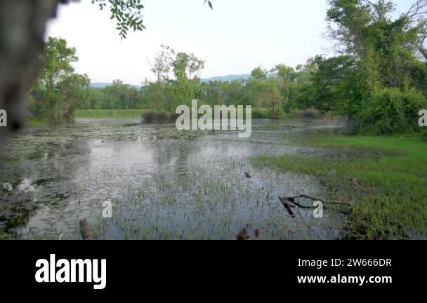 Mossy lake and swamp in the mangrove forest. Wetland bog fen carr ...