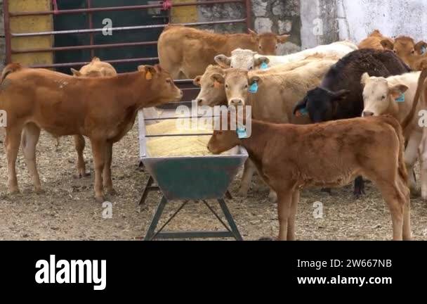 A herd of cows eat feed at an agricultural farm of Spain. Cow on ...