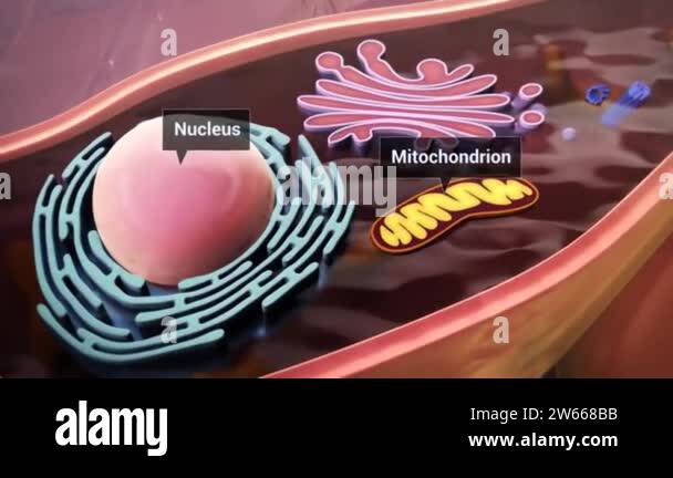 Pathway division Stock Videos & Footage - HD and 4K Video Clips - Alamy