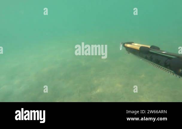Underwater hunter swims with spearfishing harpoon. Extreme sports ...
