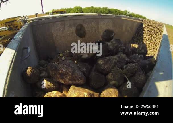 Loading sugar beet Stock Videos & Footage - HD and 4K Video Clips - Alamy