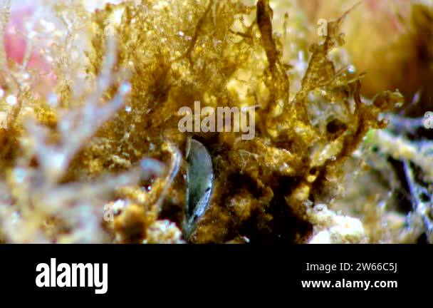 Crustacean Balanus sp. catches plankton among algae, Black Sea Stock ...