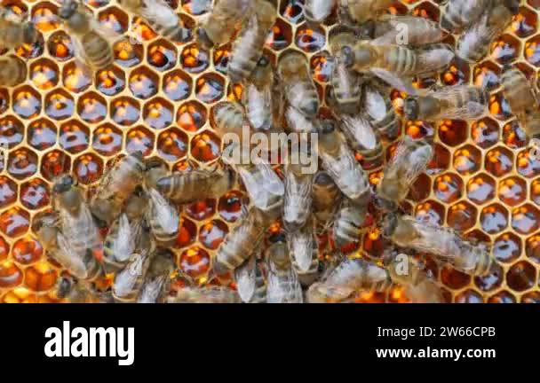 Bee breed Stock Videos & Footage - HD and 4K Video Clips - Alamy