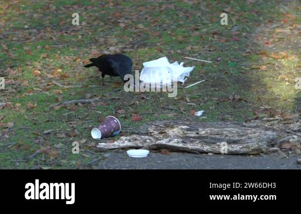 Crow eating garbage Stock Videos & Footage - HD and 4K Video Clips - Alamy