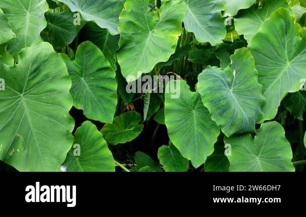 Colocasia elephant ear leaf plant Stock Videos & Footage - HD and 4K ...
