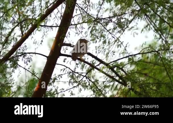 Strigiformes raptor Stock Videos & Footage - HD and 4K Video Clips - Alamy