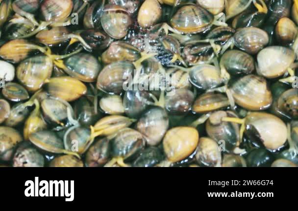 Edible bivalves Stock Videos & Footage - HD and 4K Video Clips - Alamy