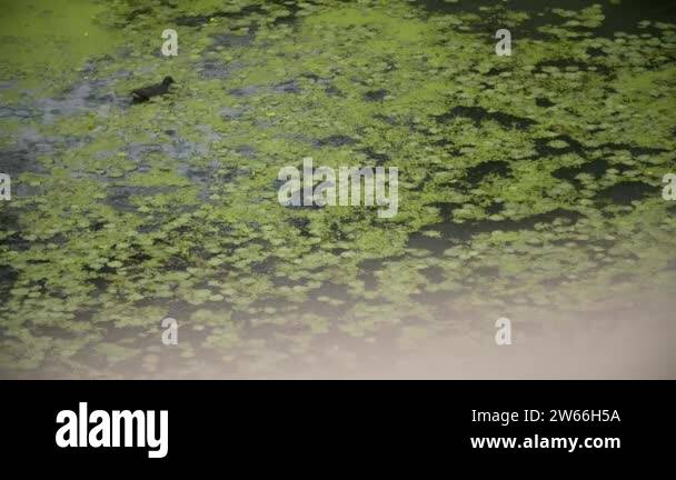 Raining Rain on Water Surface Stock Video Footage - Alamy