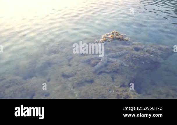 Five underwater salt water Stock Videos & Footage - HD and 4K Video ...