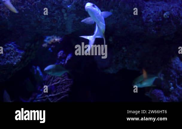 Classification of sea life Stock Videos & Footage - HD and 4K Video ...