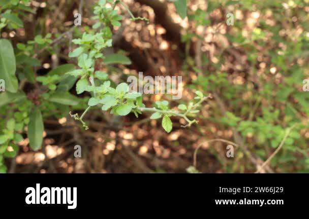 Simple alternate broadly ovate uncurved undulately margined trichomatic ...