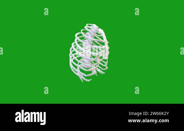 Rib symbol Stock Videos & Footage - HD and 4K Video Clips - Alamy