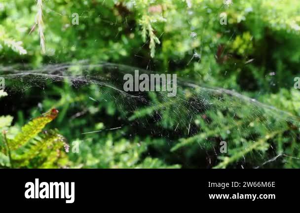 Spider web floating in the wind Stock Video Footage - Alamy