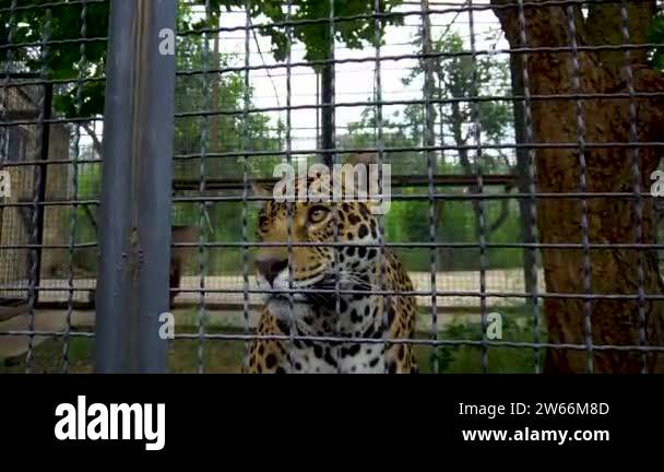 Aggressive carnivore Stock Videos & Footage - HD and 4K Video Clips - Alamy