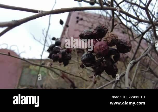 Rotten berries Stock Videos & Footage - HD and 4K Video Clips - Alamy