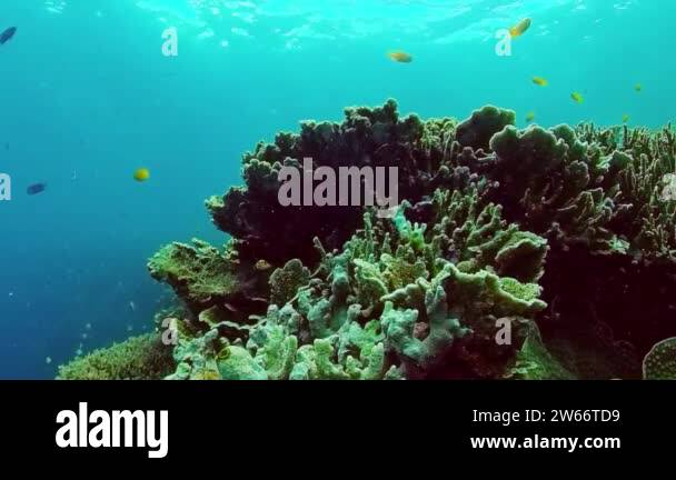 Coral reef and tropical fish underwater. Bohol, Panglao, Philippines ...