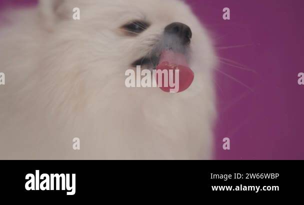 close up on a pomeranian dog licking the glass in front of him on ...