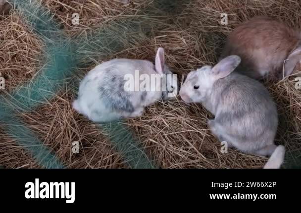 Cute hungry rabbits looking for food together in straw. Keeping animals ...