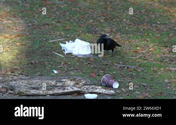 A clever black crow feeding at a rubbish in Kyoto city. Japanese raven ...