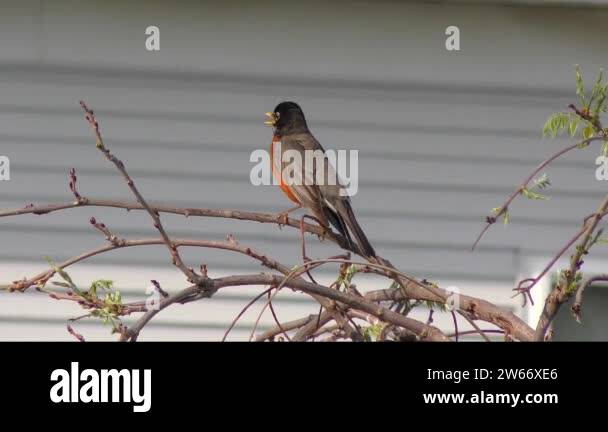Songbird tree Stock Videos & Footage - HD and 4K Video Clips - Alamy