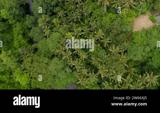 Ascending top down overhead birds eye aerial view of a thick canopy ...
