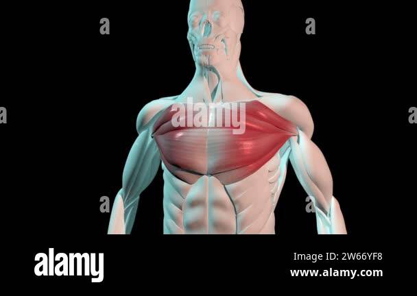 This video shows the pectoralis major muscles anatomical position on ...
