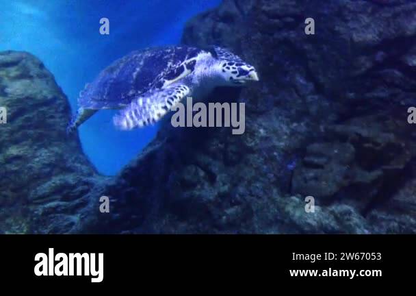 Yellow spotted turtle Stock Videos & Footage - HD and 4K Video Clips ...