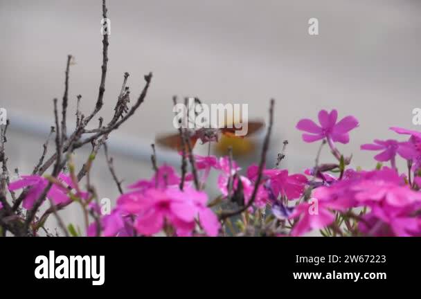 Ruby throated hummingbird pollination flower Stock Videos & Footage ...