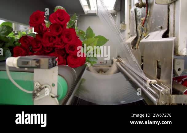Process of wrapping bunch of red roses into plastic on sealing machine ...