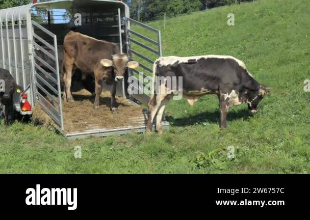 Loading cow on truck Stock Videos & Footage - HD and 4K Video Clips - Alamy