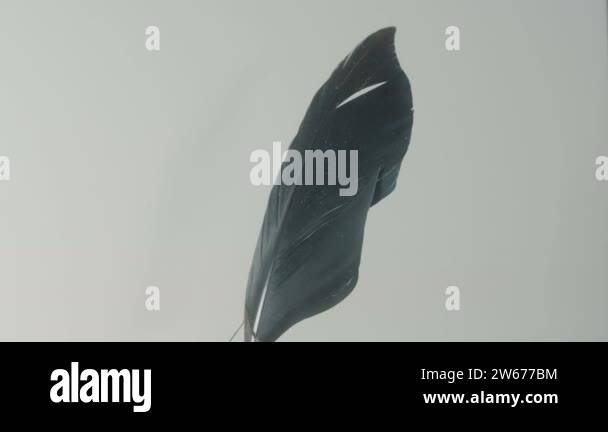 Crow feather Stock Videos & Footage - HD and 4K Video Clips - Alamy