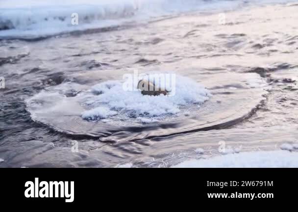 Frozen stream with ice. Spring river and snow. Cold water flows in the ...