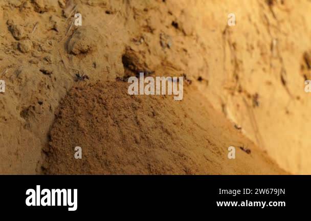 Morning time footage, Small black and red ants are digging and building ...