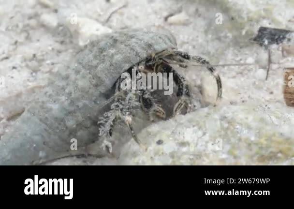 Broken cone shell Stock Videos & Footage - HD and 4K Video Clips - Alamy