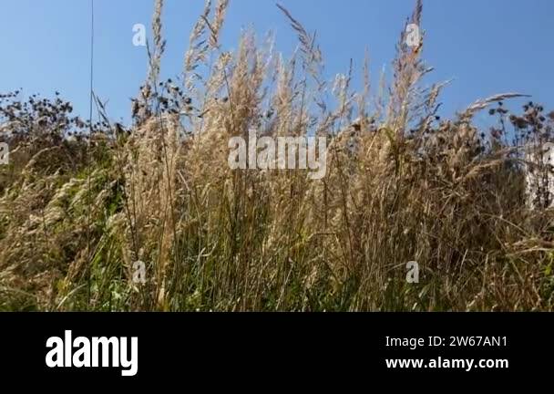 Dry panicle Stock Videos & Footage - HD and 4K Video Clips - Alamy