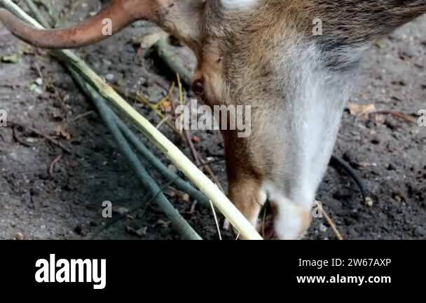 Animal intake Stock Videos & Footage - HD and 4K Video Clips - Alamy